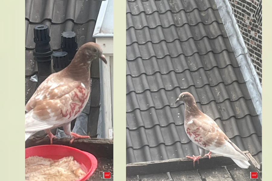 'Gaza' in rode letters op duif gespoten