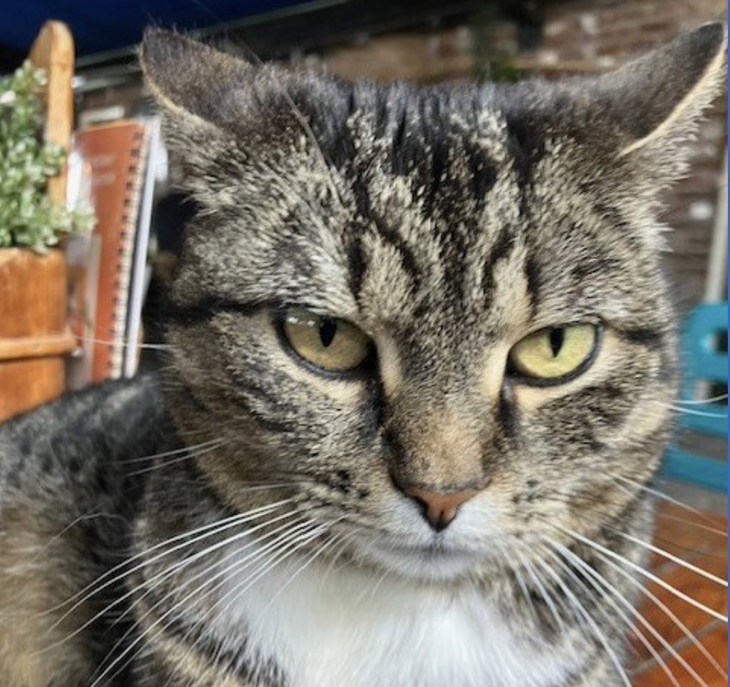 Poes bij Dwaze Herder meegenomen in witte Tesla (B)