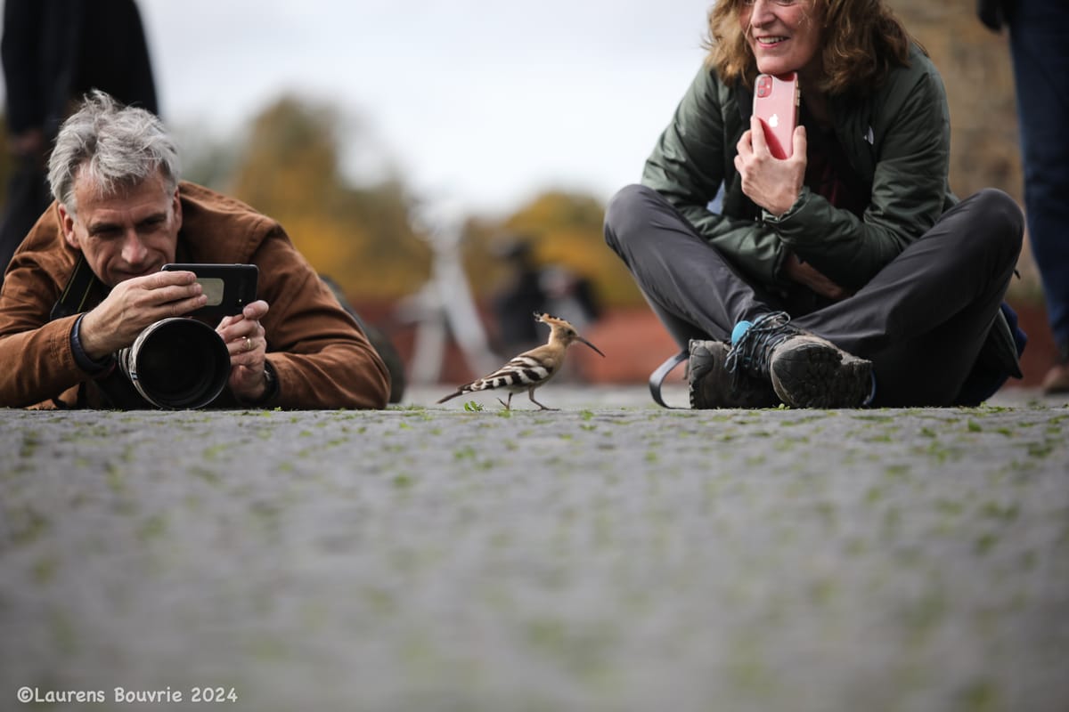 Zeldzame hop landt in Maastricht, vogelaars verrukt