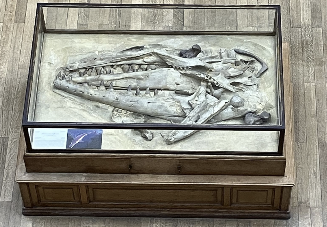 "Mosasaurus hoffmanni in bruikleen naar Maastricht"